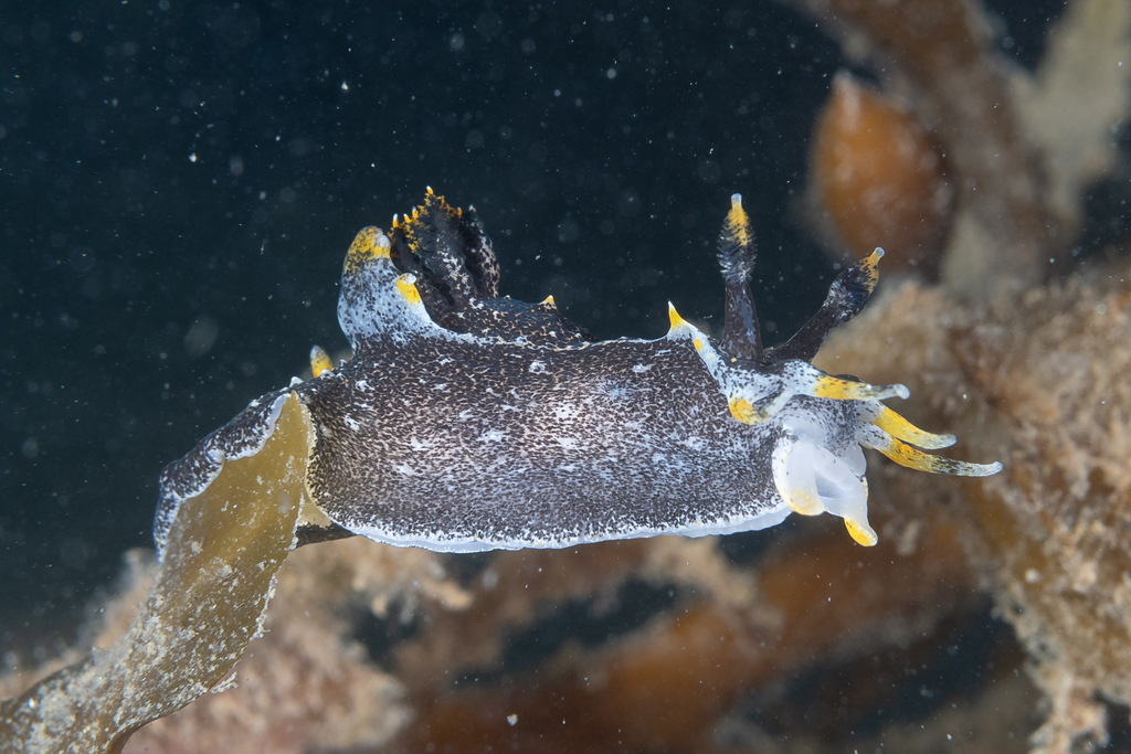 Hedgpeth's Dorid from Auckland, New Zealand on October 19, 2023 at 08: ...