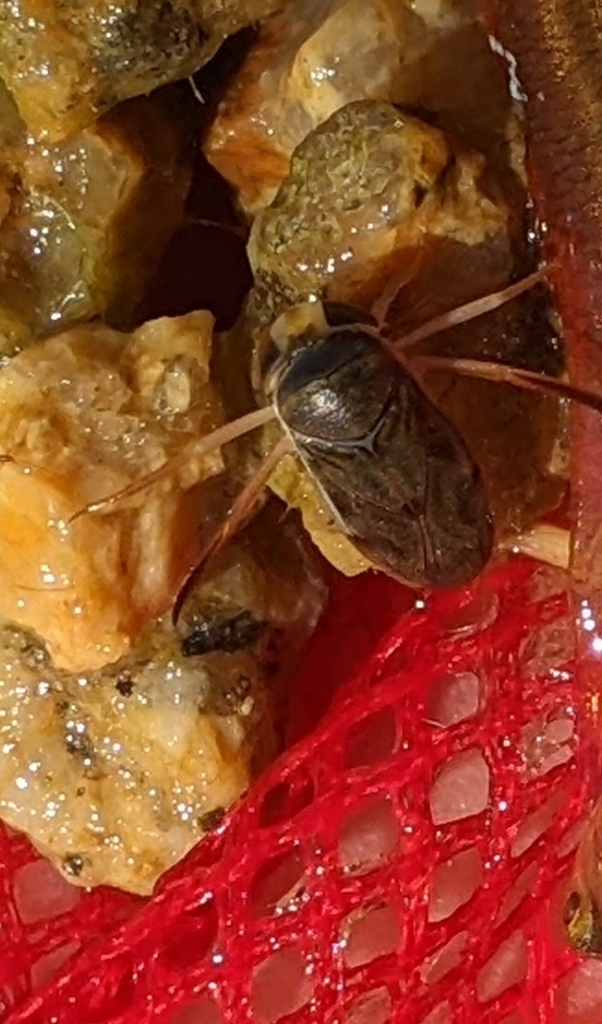 Corixinae from Elsmore NSW 2360, Australia on October 19, 2023 at 03:19 ...