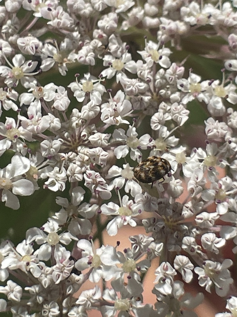 Varied Carpet Beetle from Christopher Dr, Frankston South, VIC, AU on ...
