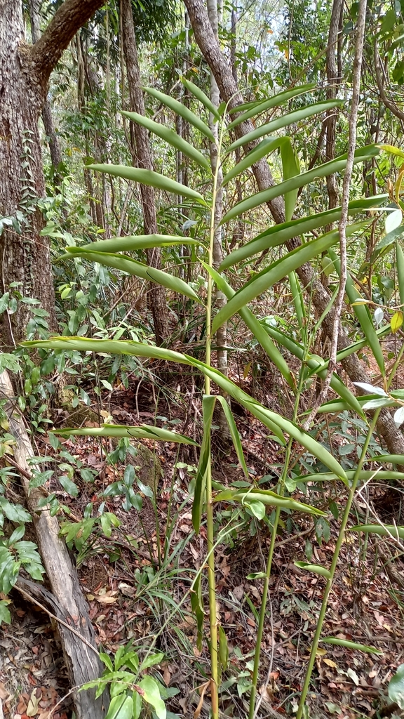 Native Ginger from Bellthorpe QLD 4514, Australia on October 19, 2023 ...