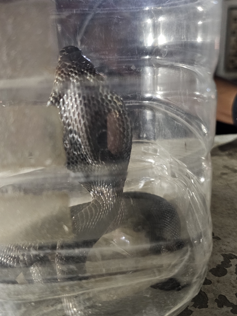 Indian Cobra from 3/ A, Vrindavan Society, Vitthalpura, Aamrapali ...