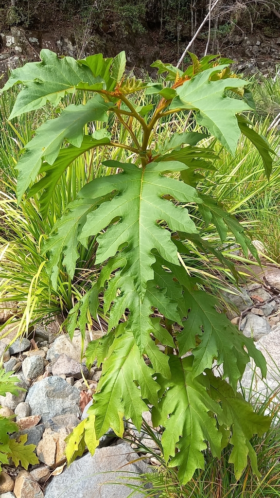 giant devil's-fig from Bellthorpe QLD 4514, Australia on October 19 ...