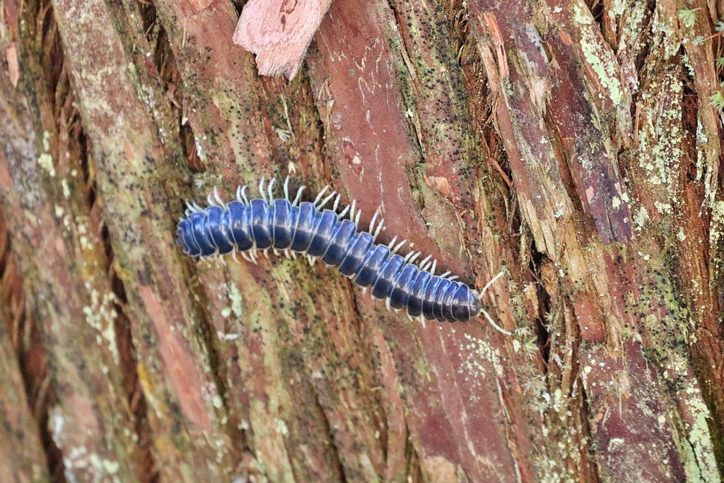 Cherry Millipedes from Takashima, Shiga, Japão on October 19, 2023 at ...