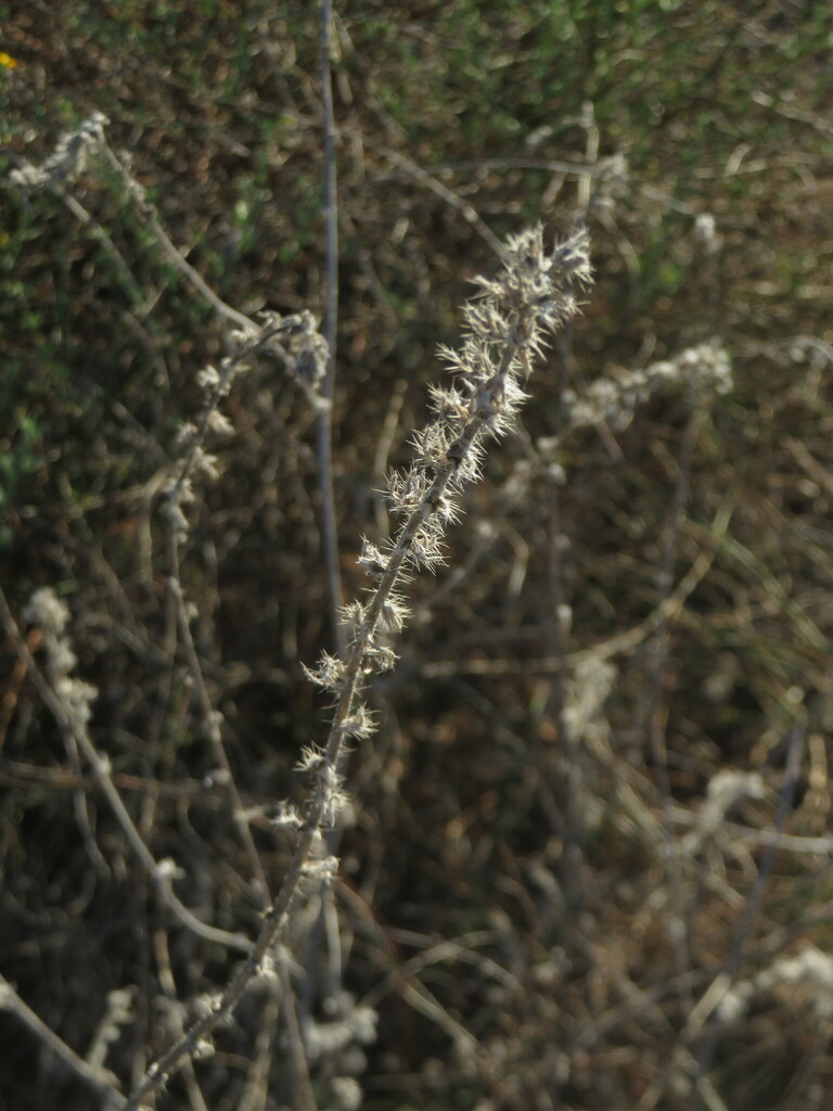Fiddlenecks from Norco, CA, USA on October 18, 2023 at 04:26 PM by ...