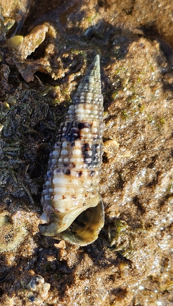 Rhinoclavis bituberculata from Port Hedland, WA, Australia on October 19, 2023 at 06:56 AM by ...