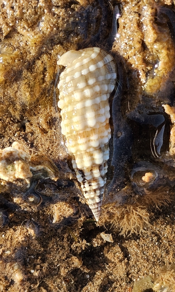 Rhinoclavis bituberculata from Port Hedland, WA, Australia on October 19, 2023 at 07:05 AM by ...