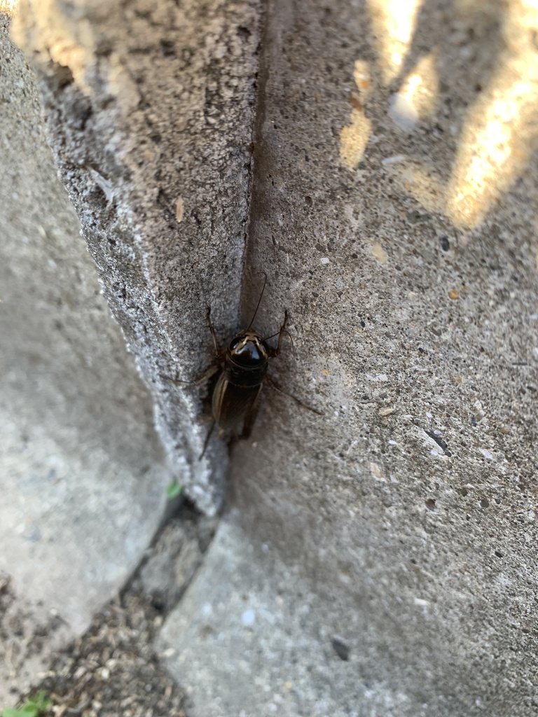 Emma Field Cricket from Minamiyashiro, Tambasasayama, Hyogo, JP on ...