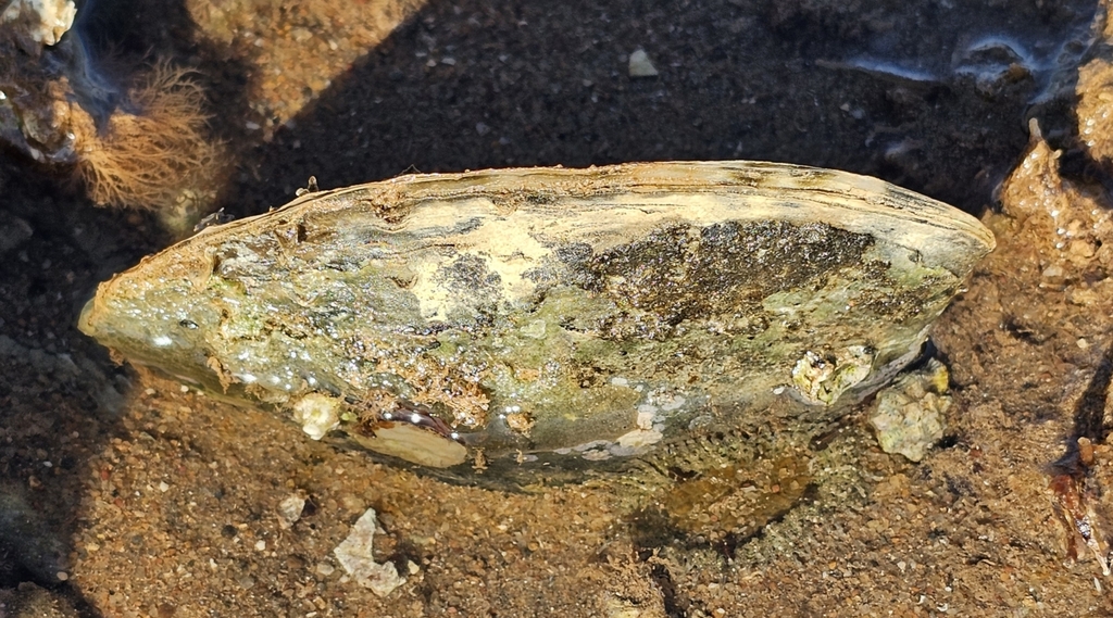 common razor clam from Port Hedland, WA, Australia on October 19, 2023 ...