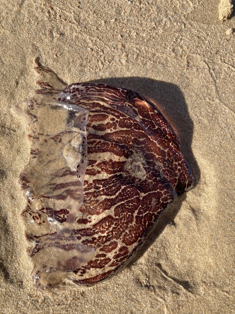 Australian Sea Nettle from Anna Bay, One Mile, NSW, AU on October 19 ...