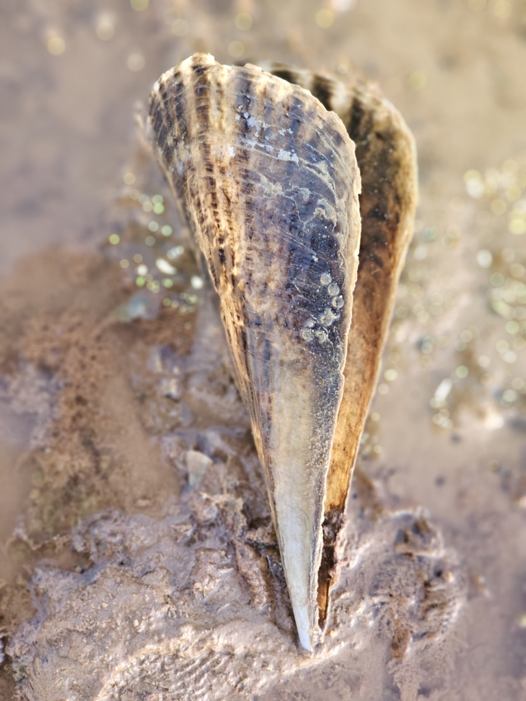common razor clam from Sutherland St After Rodoreda St, Port Hedland WA ...