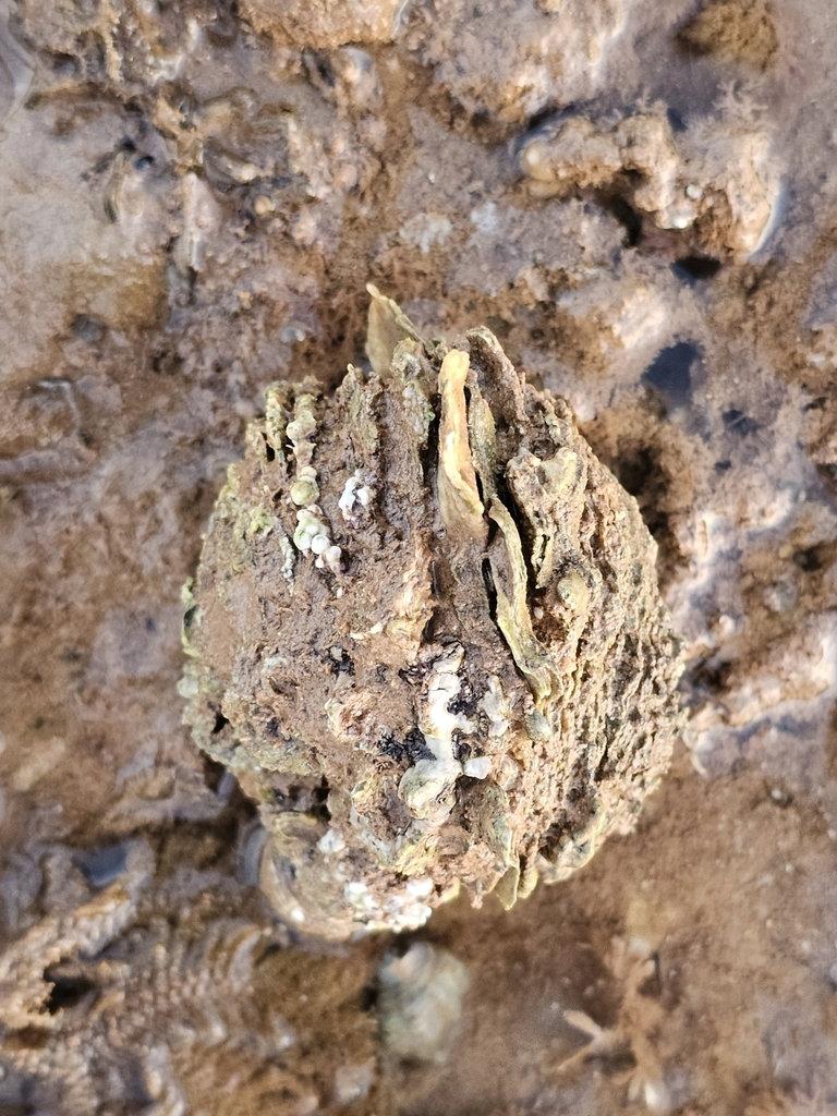 Lazarus Jewel Box from Sutherland St After Taplin St, Port Hedland WA ...