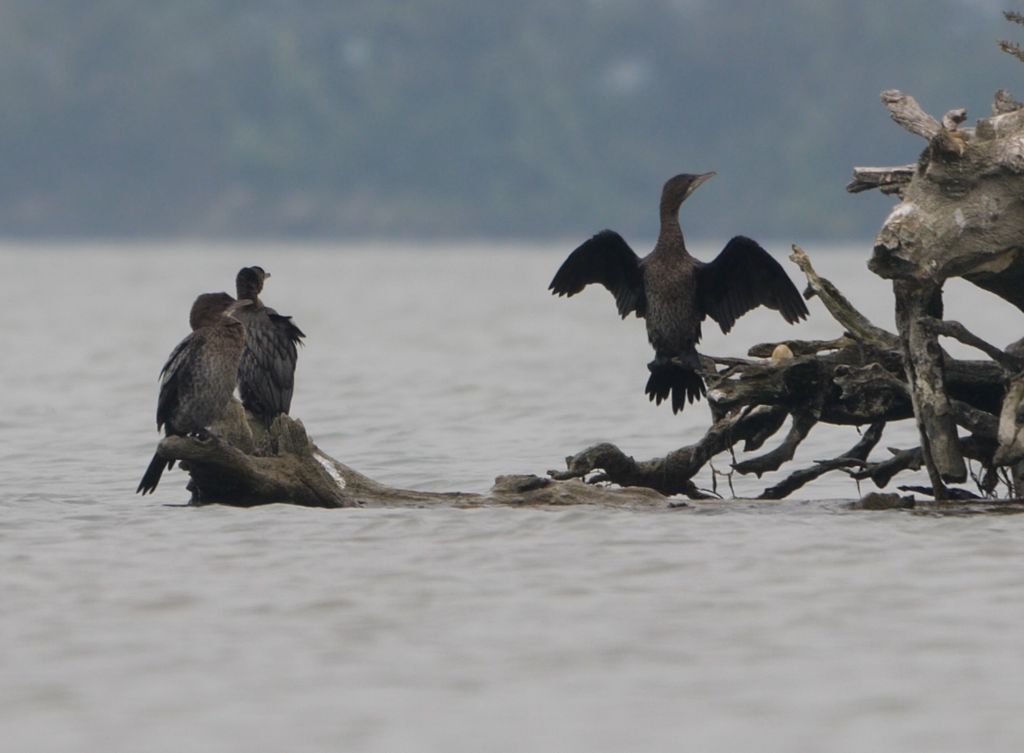 Pygmy Cormorant from 900 43 Kalinkovo, Slovakia on October 19, 2023 at ...