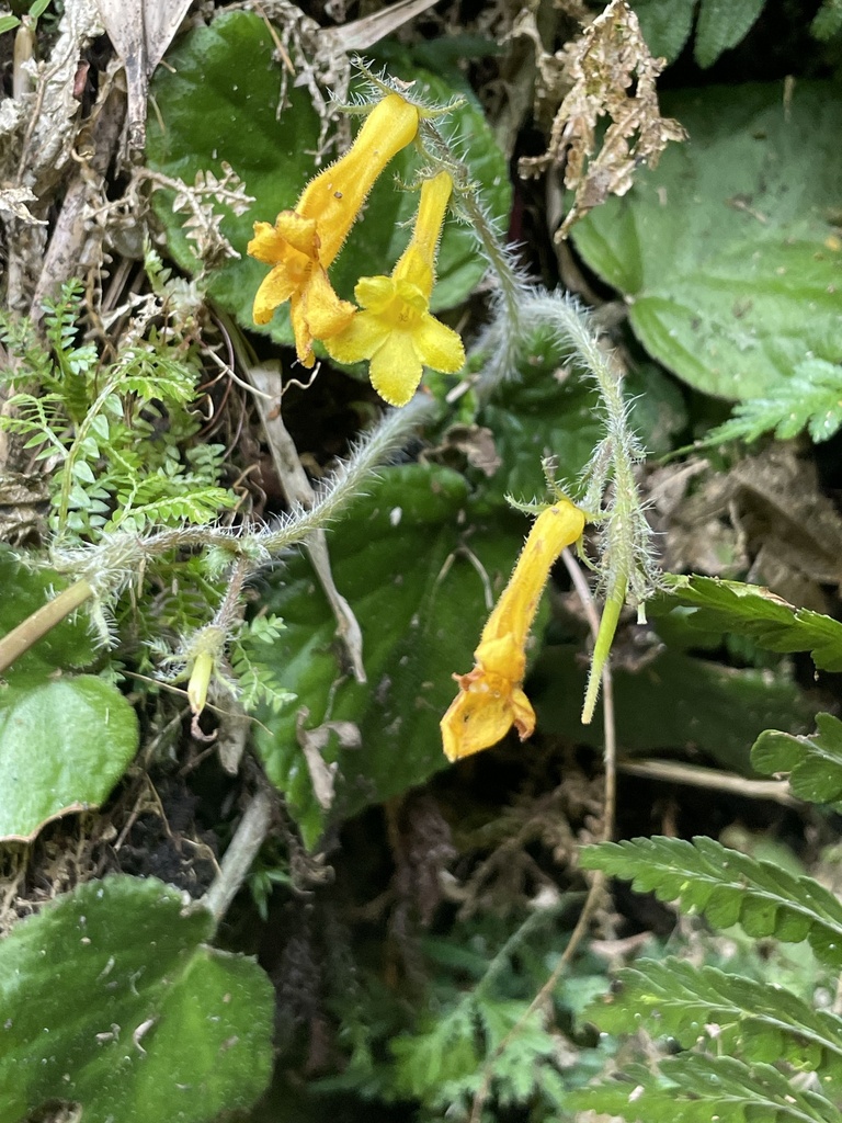 Oreocharis from Son Binh, Tam Duong, Lai Chau, VN on October 19, 2023 ...