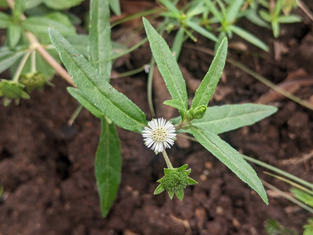 false daisy from 9C98+RFJ, Anuradhapura, Sri Lanka on October 17, 2023 ...