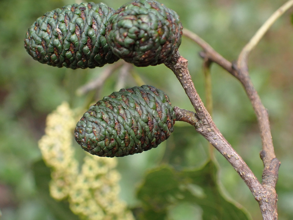 Formosan Alder from 267台灣宜蘭縣大同鄉 on September 10, 2023 at 09:41 AM by ...