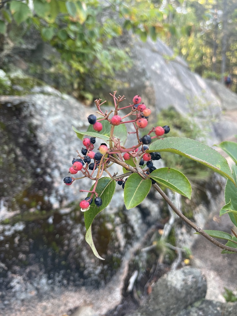 northern wild raisin from Acadia National Park, Bar Harbor, ME, US on ...