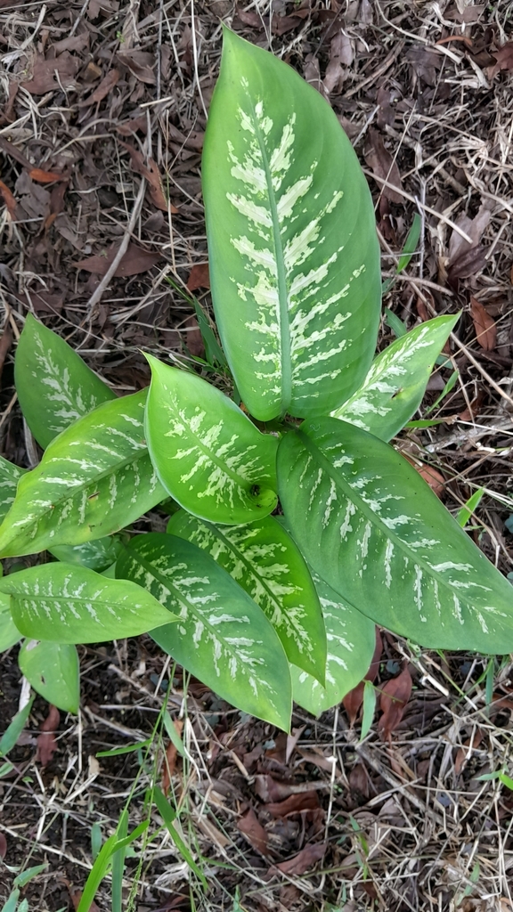 dumb canes from 94490 Ver., México on October 11, 2023 at 11:07 AM by ...