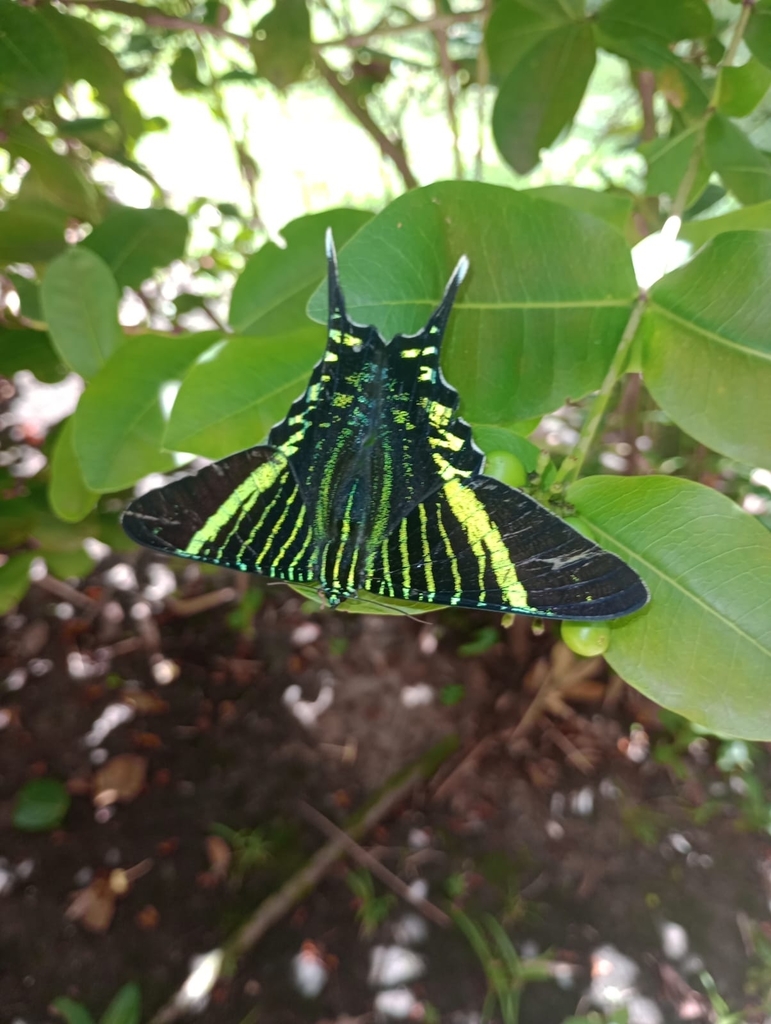 Urania Swallowtail Moth from 92FG+W9, Cimitarra, Santander, Colombia on ...
