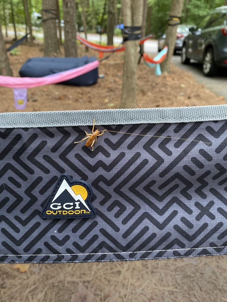 Carolina Leafroller Cricket from Iredell County, US-NC, US on September ...
