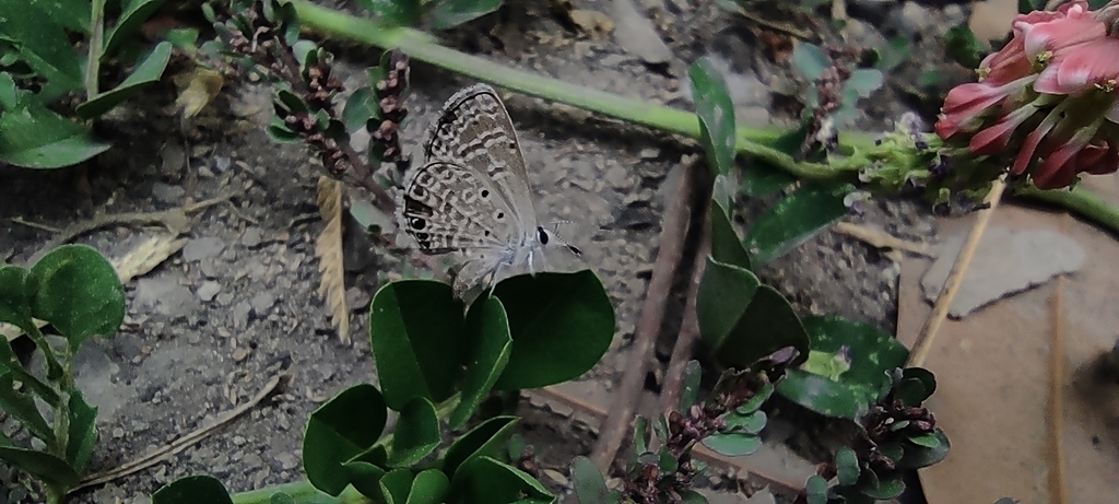 Ramon Blue from RX53+HGG, Guayaquil, Ecuador on October 19, 2023 at 11: ...