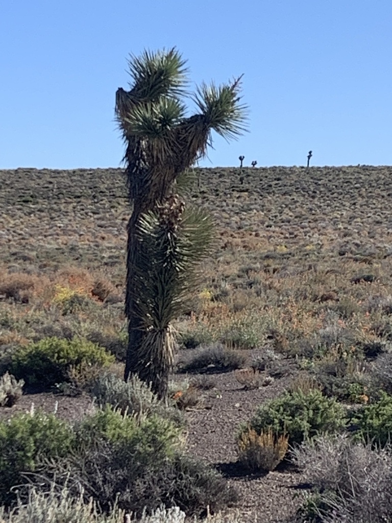 Western Joshua Tree from US-95, Tonopah, NV, US on October 19, 2023 at ...