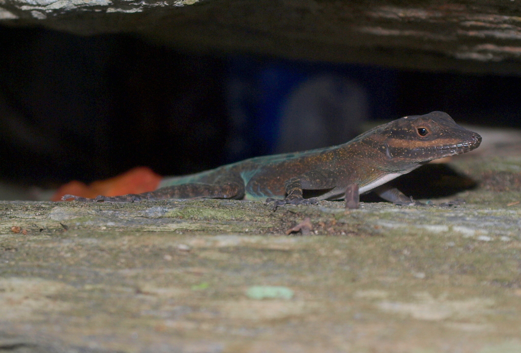 Cave Anole from Manicaragua, Cuba on May 23, 2019 at 04:15 PM by Arley ...