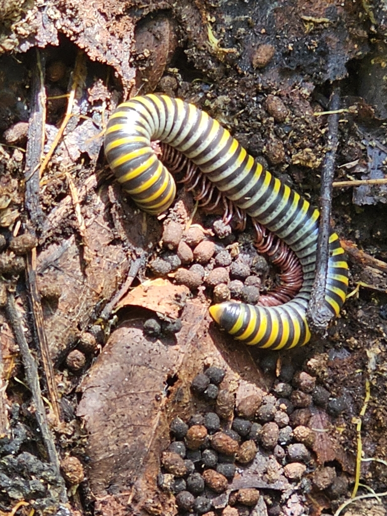 Bumblebee Millipede from Key Largo, FL 33037, USA on October 19, 2023 ...