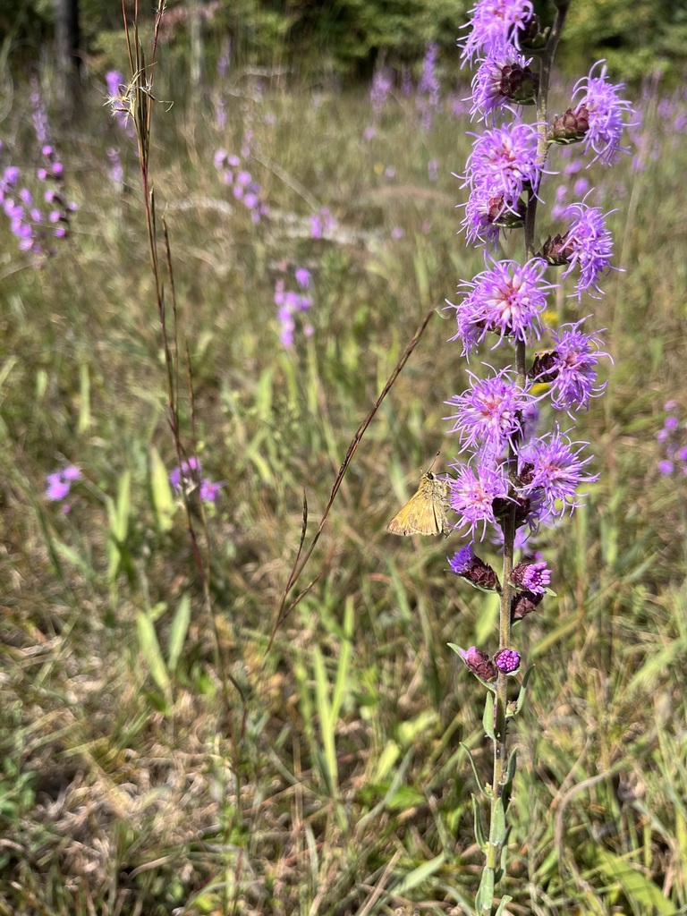 Huron Sachem in September 2023 by Anthony Romano. Plant is L ...