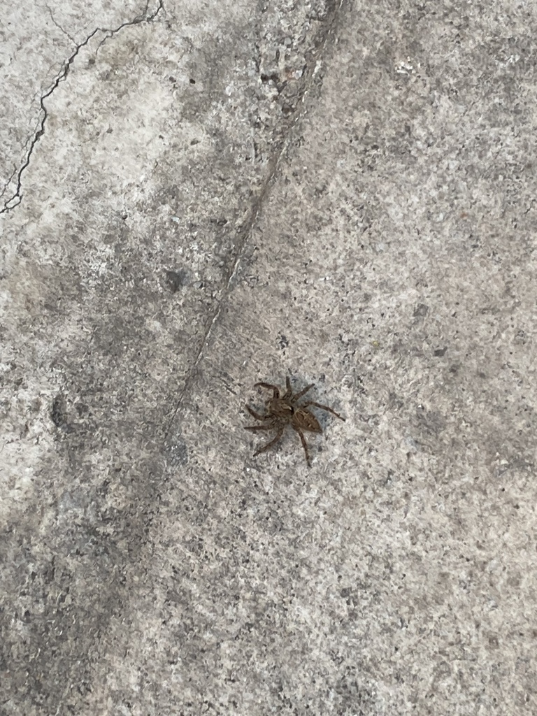 Pantropical Jumping Spider from Φράττι, Athens, Attica, GR on August 9 ...