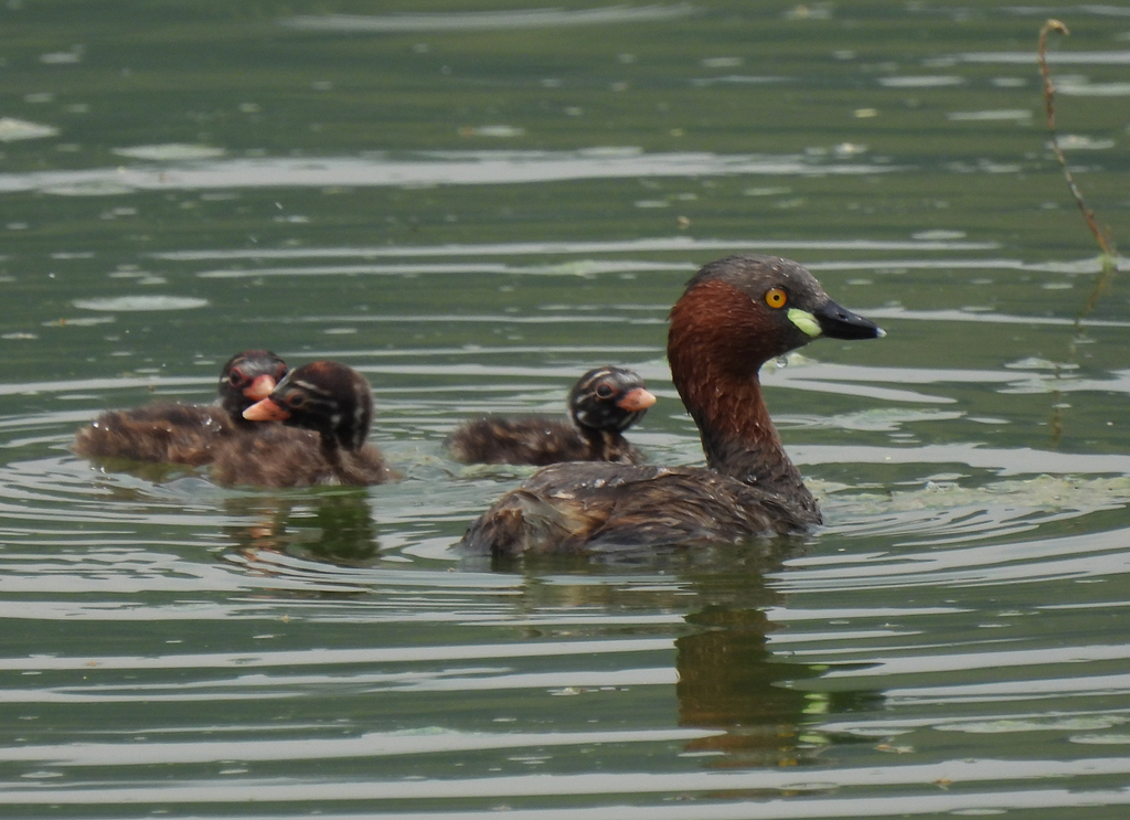 Little Grebe from Amravati Division, Maharashtra, India on September 26 ...