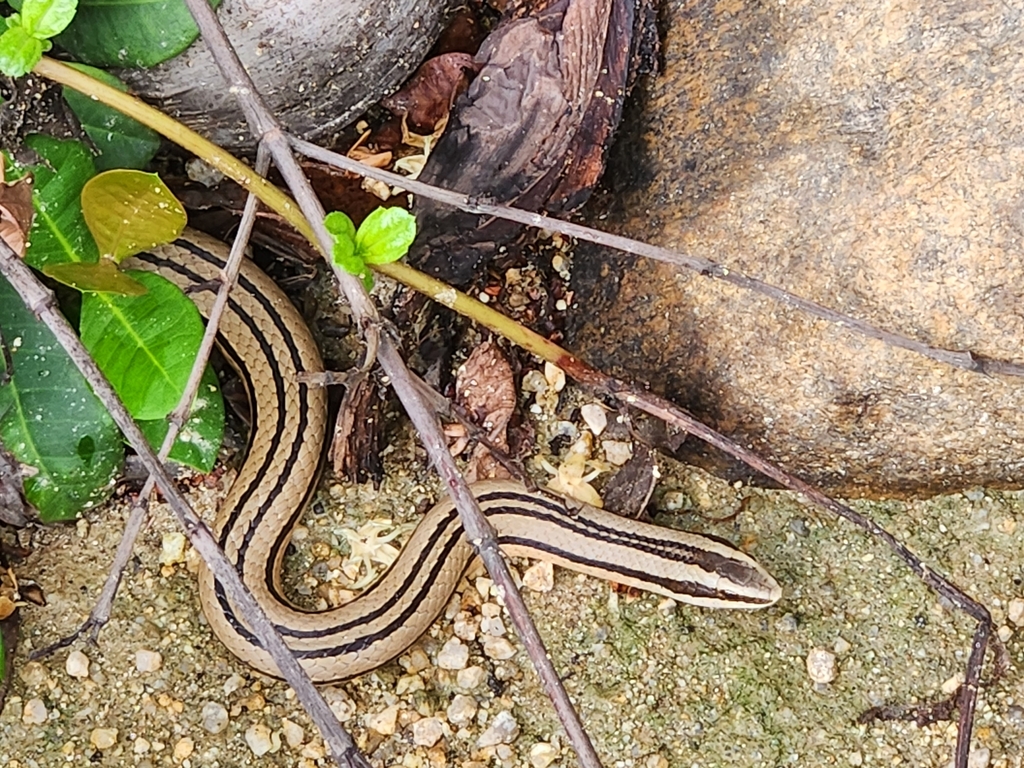 Striped Road Guarder from 40838 Guerrero, Mexico on October 19, 2023 at ...
