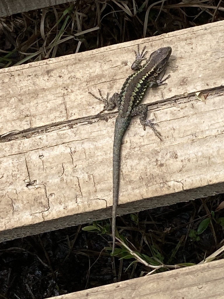 Common Painted Smooth-throated Lizard from Conguillío National Park ...