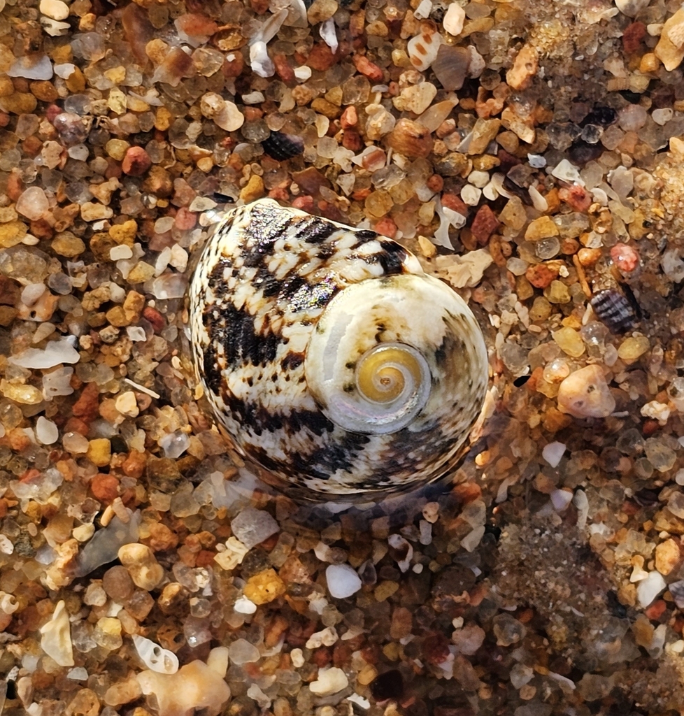 Smooth Moon Turban from Moore St After Simpson St, Port Hedland WA 6721 ...