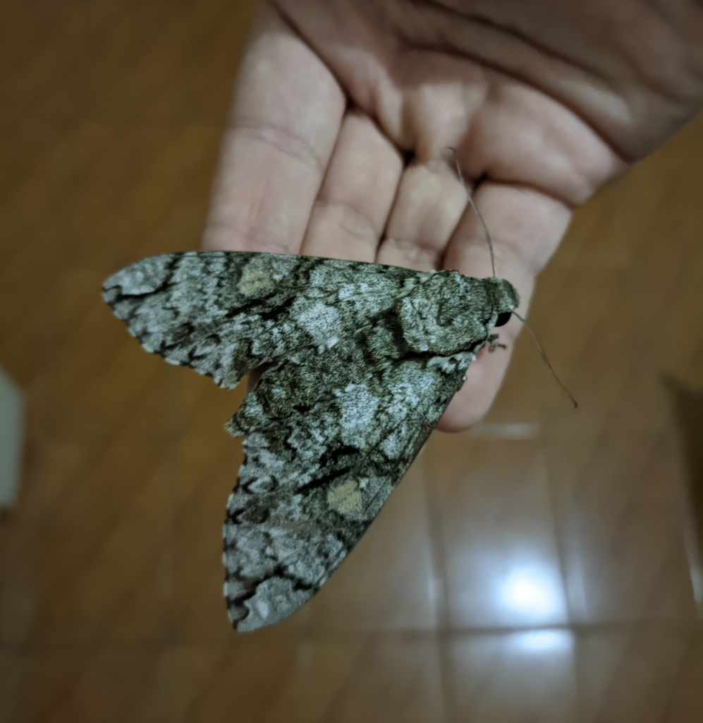 Manduca florestan from Resende Costa, MG, 36340-000, Brazil on October ...