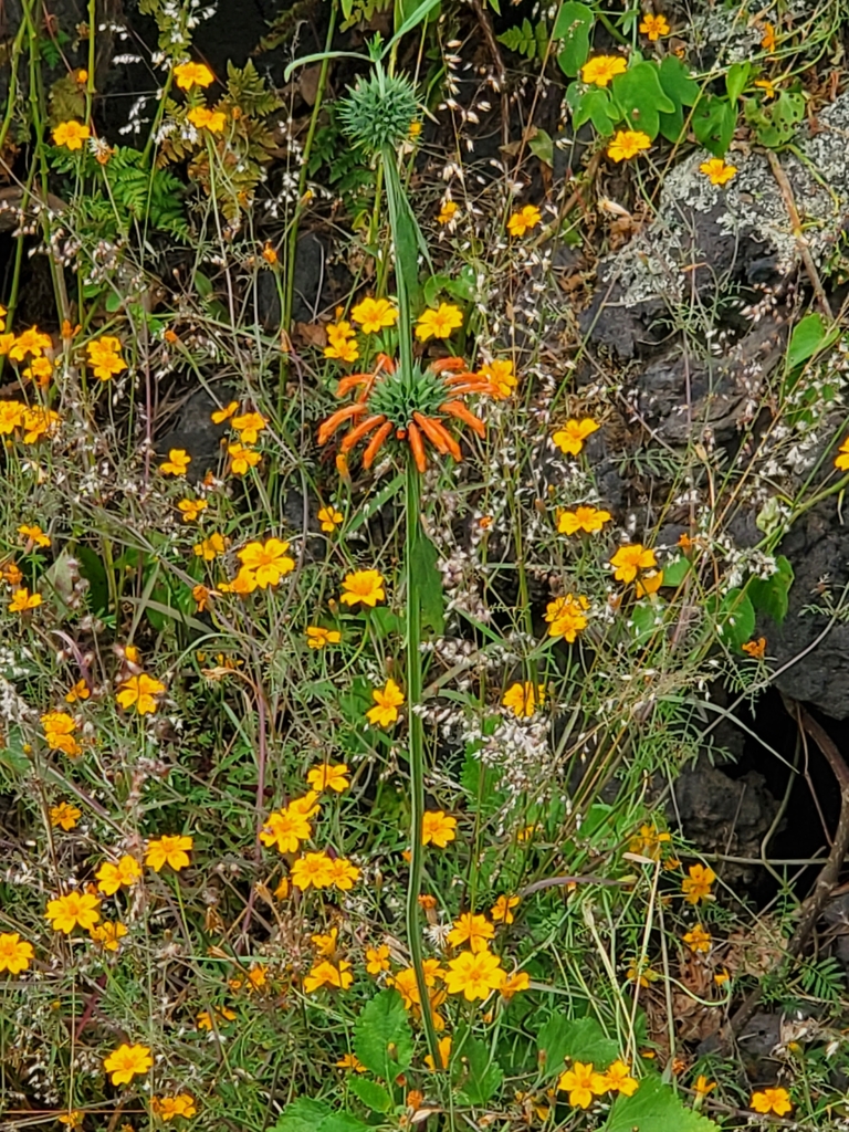 lion's ear in October 2023 by Pufer OwO · iNaturalist
