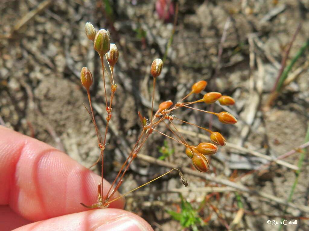 Tall Spookasem from City of Cape Town, Western Cape, South Africa on ...