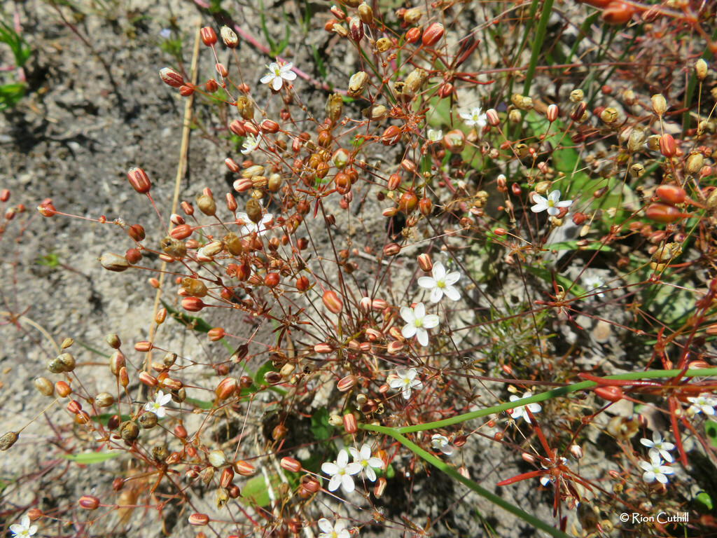 Tall Spookasem from City of Cape Town, Western Cape, South Africa on ...