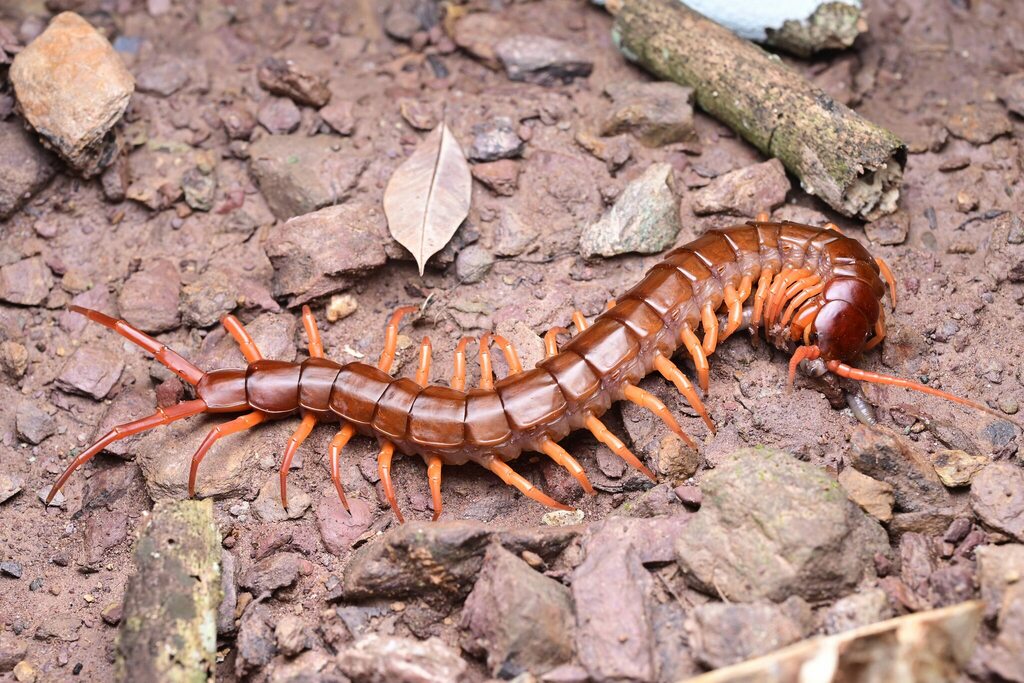 Vietnamese Centipede from 中国云南省西双版纳傣族自治州勐腊县 on October 17, 2023 at 11: ...