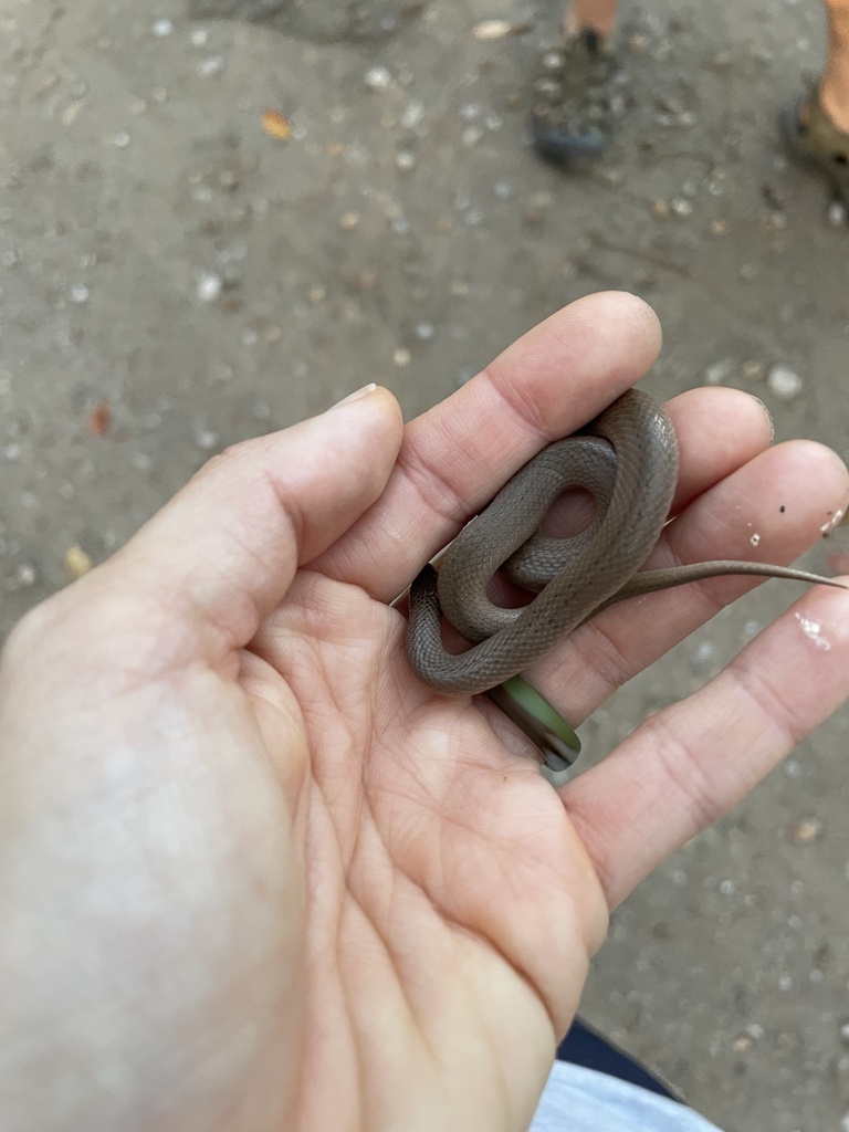 Smooth Earthsnake from Kelley Rd, West Paducah, KY, US on October 19, 2023 at 05:40 PM by Stacey ...