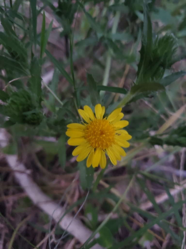 Camphor Daisy from Ridge Wood Heights, FL, USA on October 19, 2023 at ...