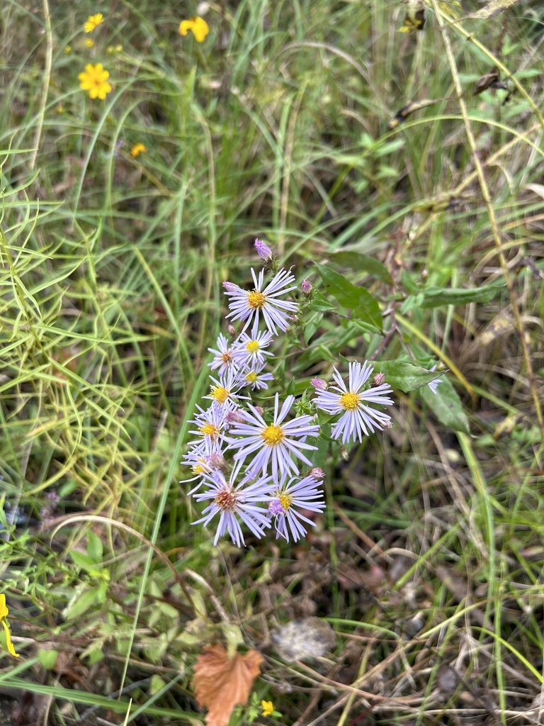 Elliott's aster in October 2023 by Joshua Pil · iNaturalist