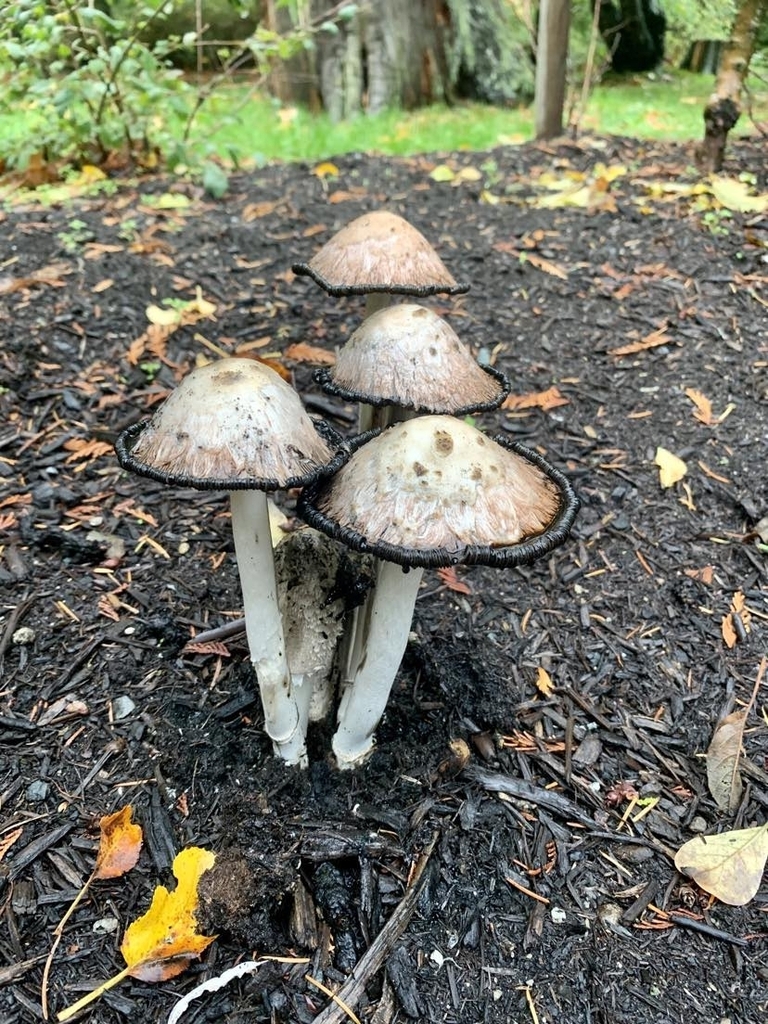 Blushing Wood Mushroom from Surrey, BC V4A 3T5, Canada by Sue Gibson ...