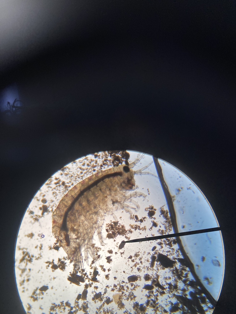 Amphipods from Dowdy Ln, Shipman, VA, US on October 19, 2023 at 03:16 ...