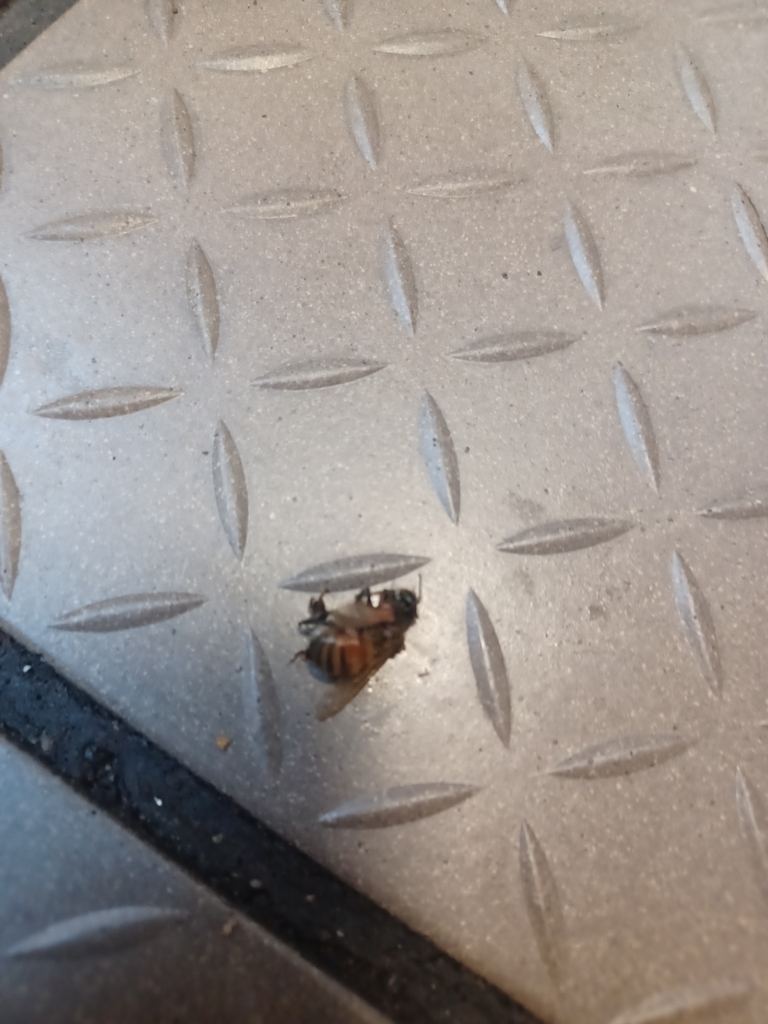 Western Honey Bee from Reno, NV 89512, USA on October 19, 2023 at 05:24 ...