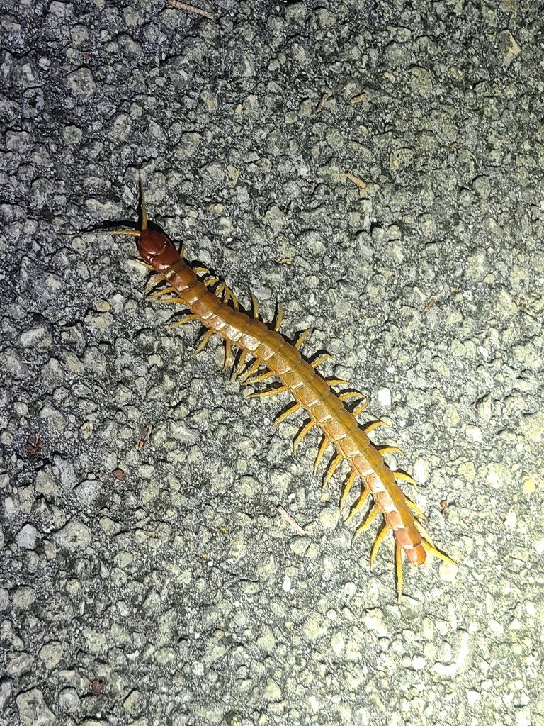 Caribbean Giant Centipede from North Key Largo, FL 33037, USA on ...