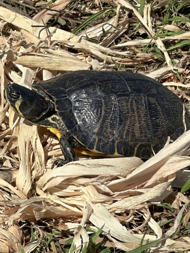 Pond Slider from kdkel Double Canal fields on September 24, 2023 at 01: ...