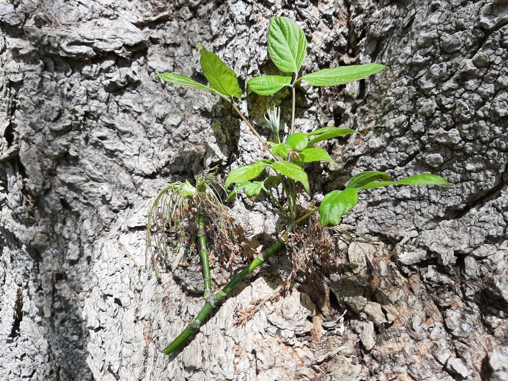 Something from Pukekawa, New Zealand on October 20, 2023 at 12:40 PM by ...