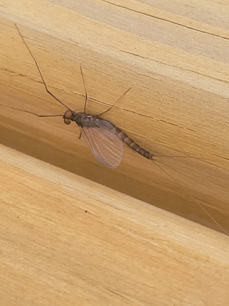 Mayflies from Princeton, BC V0X, Canada on October 19, 2023 at 12:23 PM ...