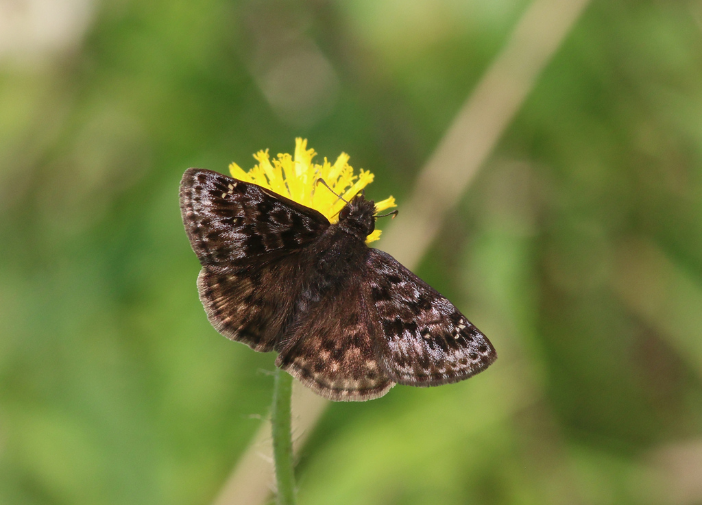 Mottled Duskywing in June 2023 by Dan Riley · iNaturalist