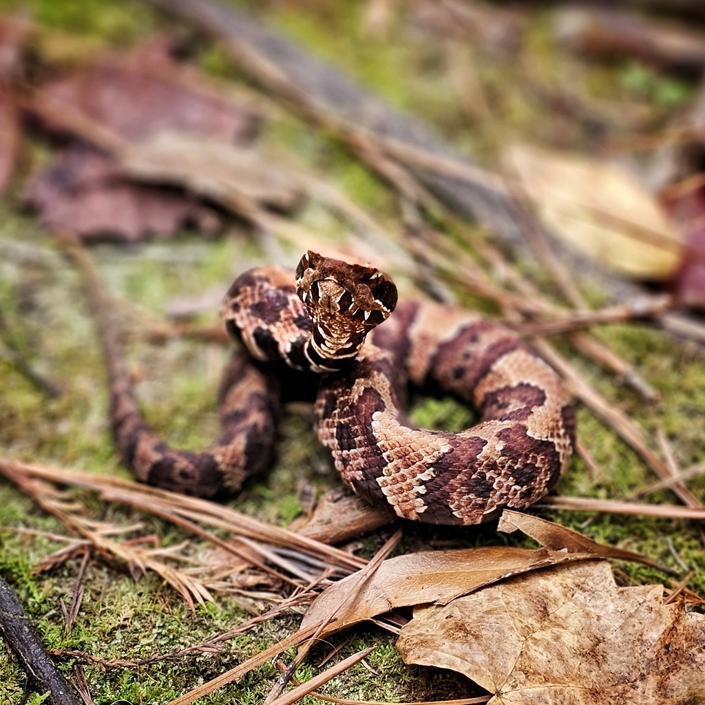 Northern Cottonmouth in October 2023 by Doug Warner · iNaturalist